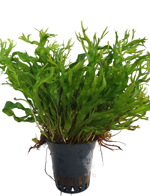 Microsorum windelov - voor de mooiste aquariumplanten en producten