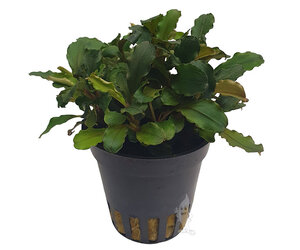 Bucephalandra blue green - voor de mooiste aquariumplanten en producten