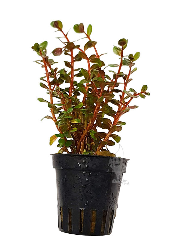 Rotala Blood Red - voor de mooiste aquariumplanten en producten