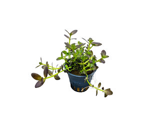 Bacopa salzmannii purple - voor de mooiste aquariumplanten en producten