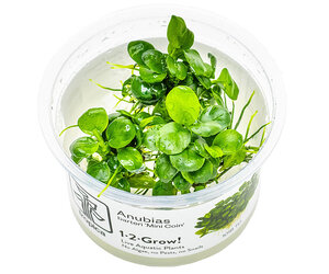 Anubias barteri ''Mini Coin'', INVITRO bakje (PlantExpress) - voor de ...