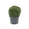 Jouw Ilex crenata Bol M Kopen? - Fleurdirect