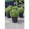 Jouw Ilex crenata Bol M Kopen? - Fleurdirect