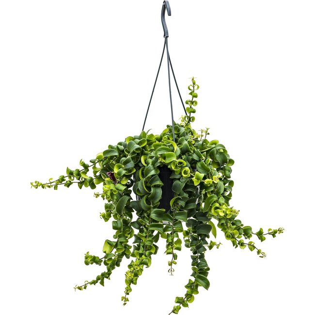 Aeschynanthus rasta - Fleurdirect