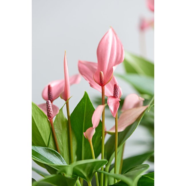 Anthurium Lilli small | Online kopen - Fleurdirect