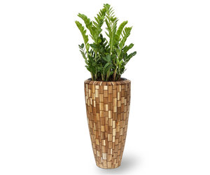 Zamioculcas in Jenga pot - Fleurdirect