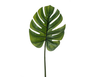 Monstera blad L - Fleurdirect