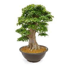 Bonsai | Fleurdirect.nl - Fleurdirect