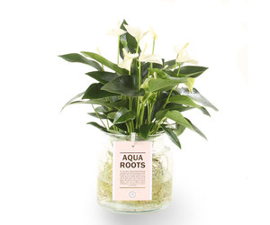 Uniek concept Aqua Roots White | Online kopen - Fleurdirect