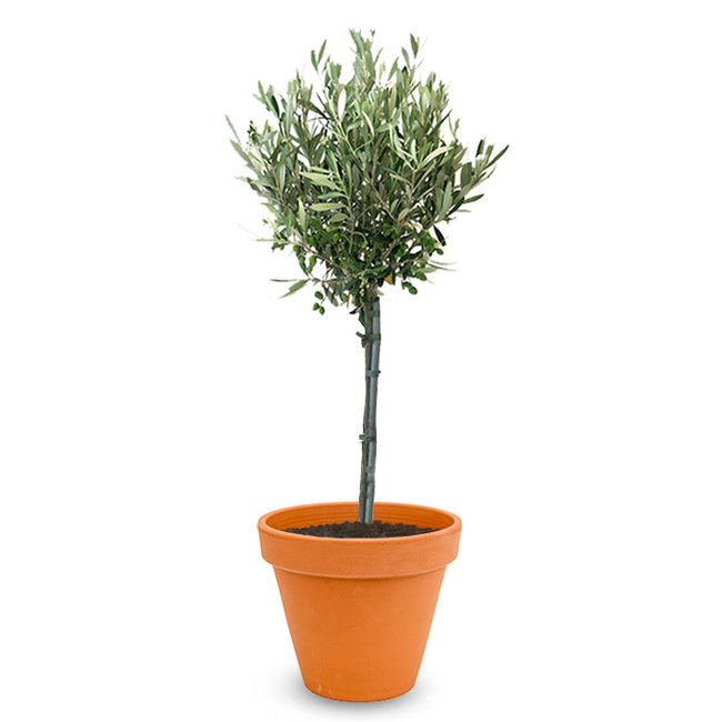 Olijfboom in Terracotta | Scherpe prijzen - Fleurdirect