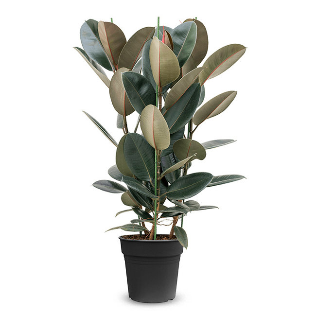 Ficus Elastica Abidjan medium | Snelle levering - Fleurdirect