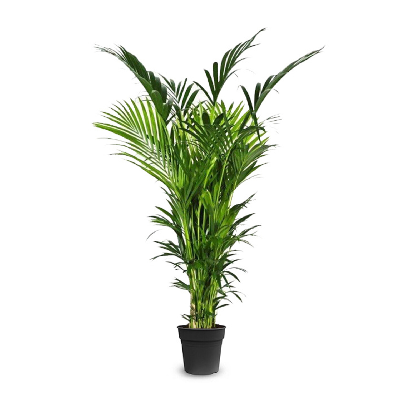 Kentia Palm Kentia Palm Tree 48" – New Growth Designs