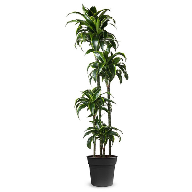 Dracaena Dorado Multi Tribe XXL | Top service - Fleurdirect