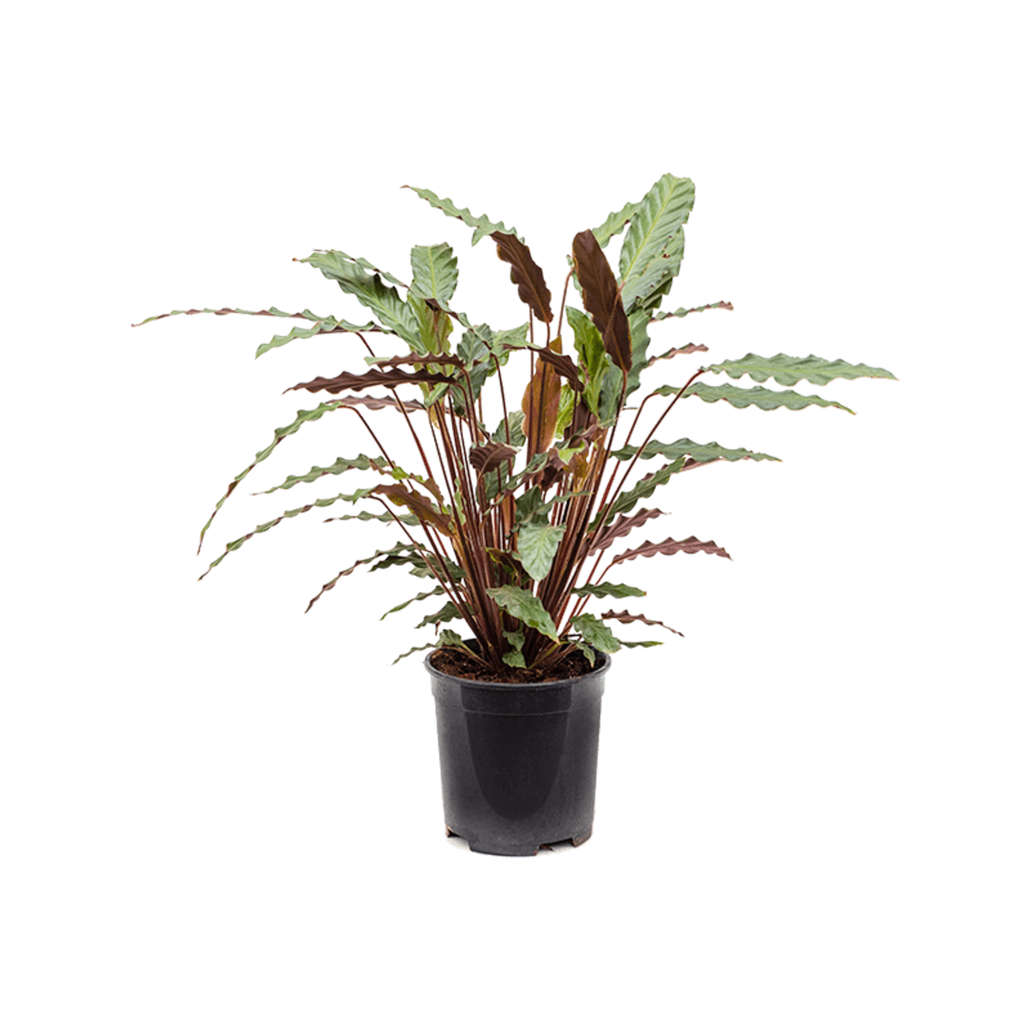 Calathea Rufibarba Calathea Rufibarba Diaco's Garden Nursery