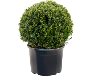 Venijnboom Taxus Baccata 35/55 - Fleurdirect