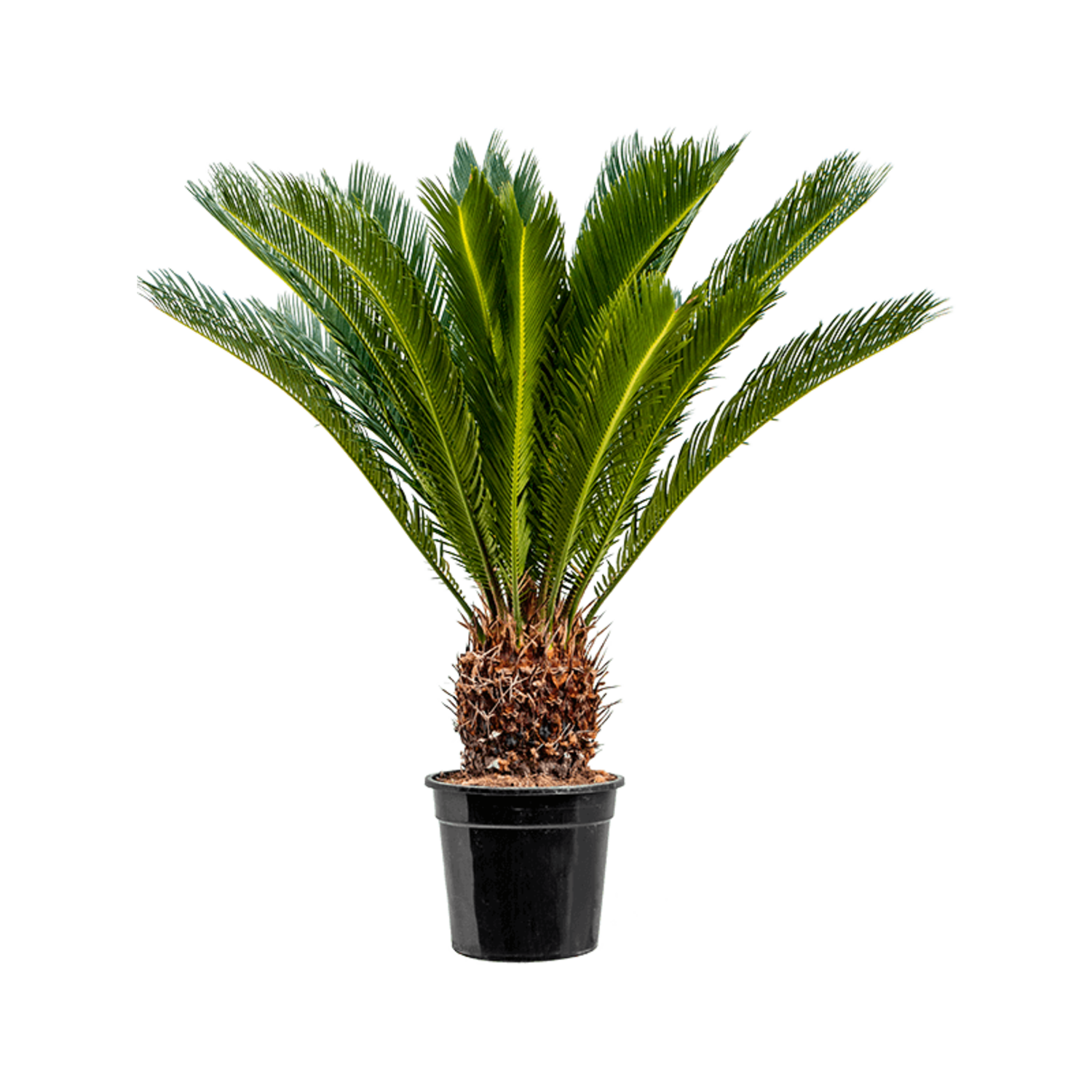 Cycas