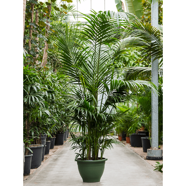 Kentia (Howea) Forsteriana | Snelle levering | Fleurdirect - Fleurdirect