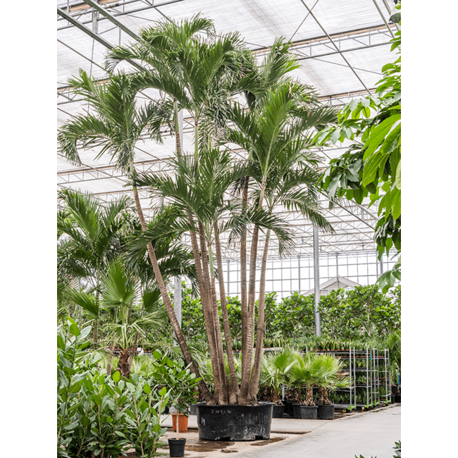 Veitchia (Adonidia) Merrillii | Snelle levering | Fleurdirect - Fleurdirect