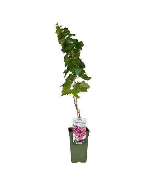 Fruitplanten - Fleurdirect