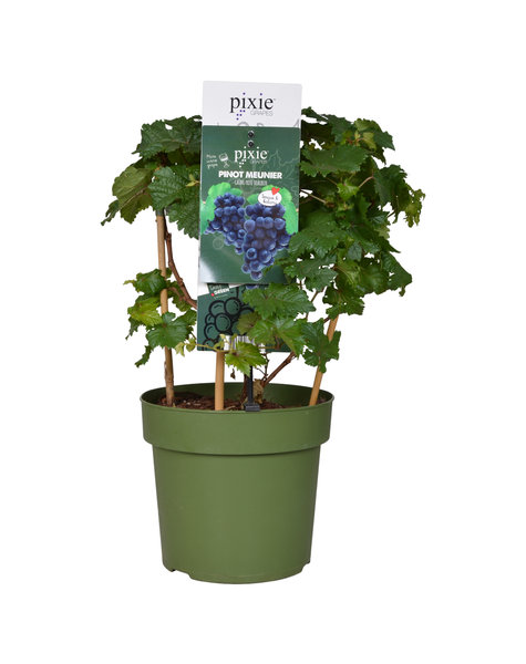 Fruitplanten - Fleurdirect