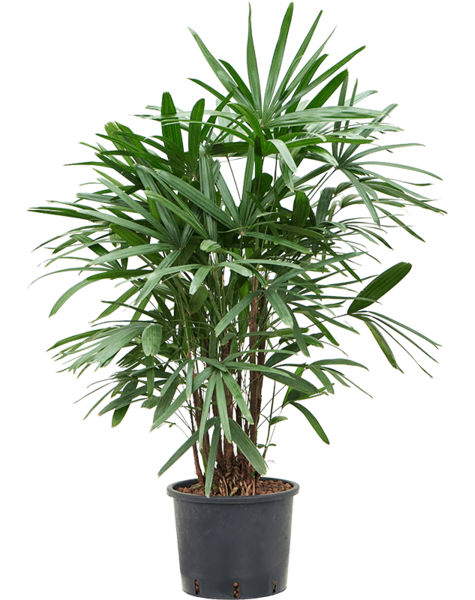 Rhapis Palm kopen? | Fleurdirect.nl - Fleurdirect