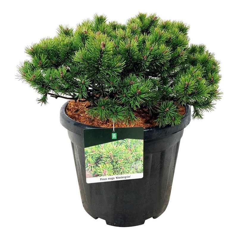 ヤママツ（Pinus mugo） - 園芸ガイド