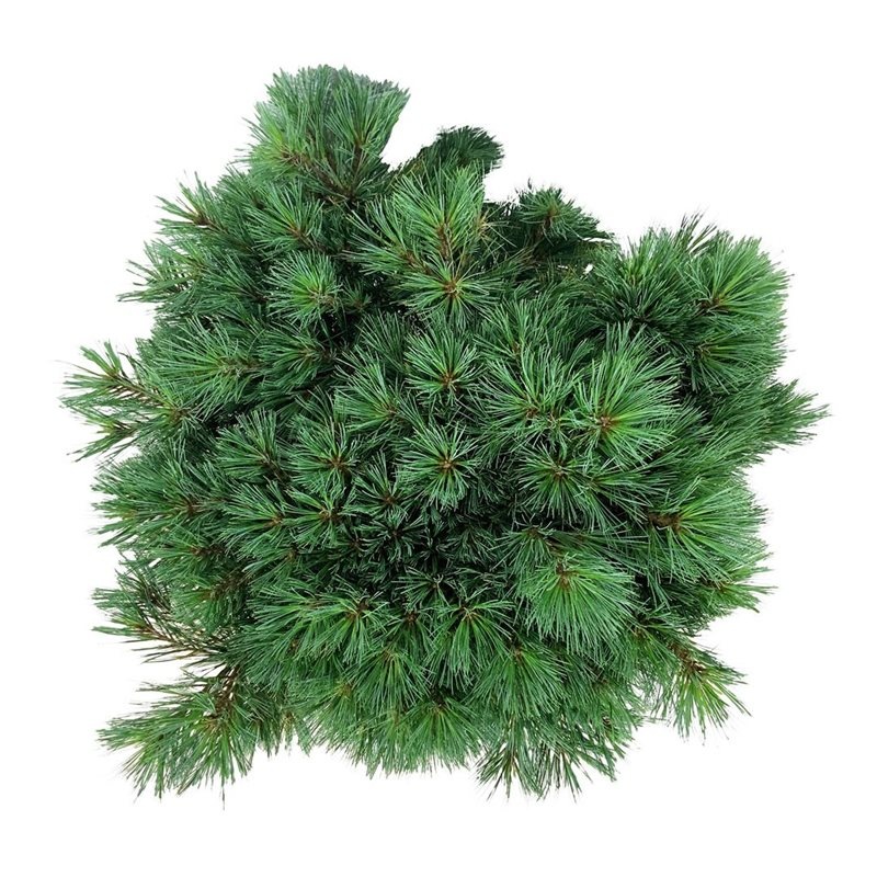 Pinus Strobus Pinus Strobus 'Blue Shag' | Dobies