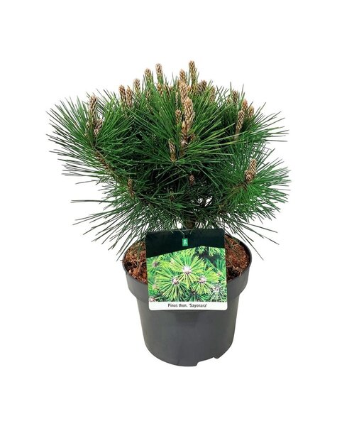 Pinus Naaldboom kopen? | Uitgebreid aanbod pijnbomen - Fleurdirect