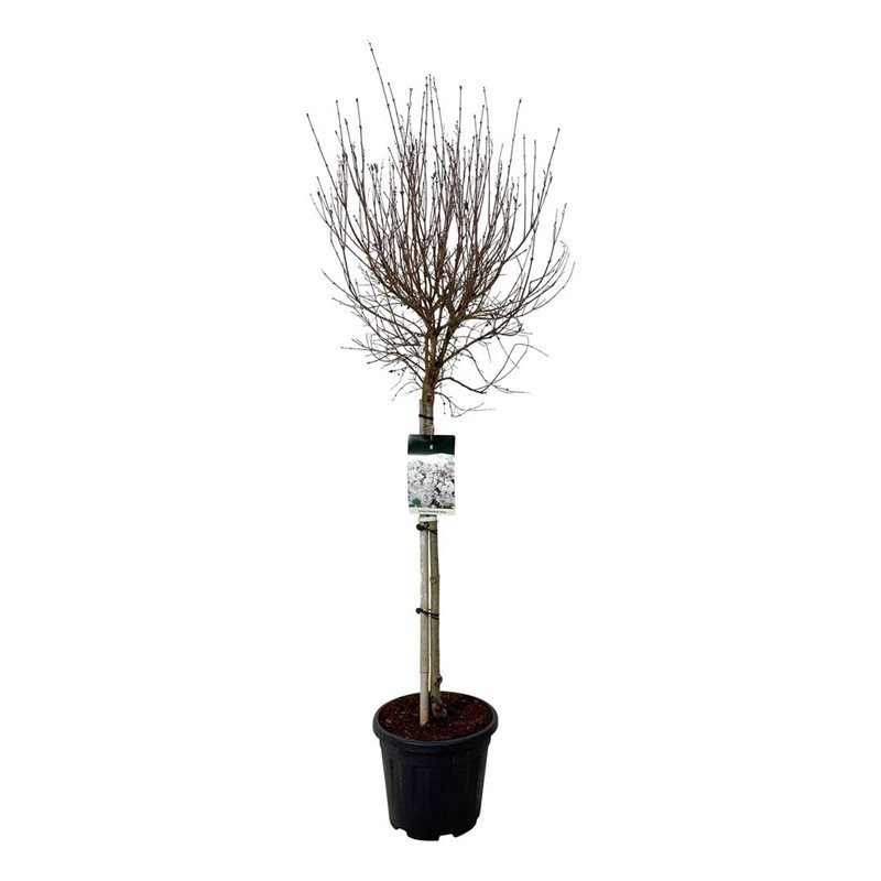 Sering Syringa Flowerfesta ® White | Snelle levering | Fleurdirect ... Sering Syringa Flowerfesta ® White | Snelle levering | Fleurdirect ...