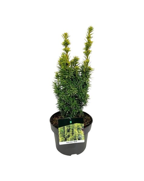 Taxus Baccata kopen? | Mooiste venijnboom plant bestellen - Fleurdirect