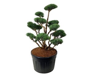 Denneboom Pinus Watereri | Snelle levering | Fleurdirect - Fleurdirect