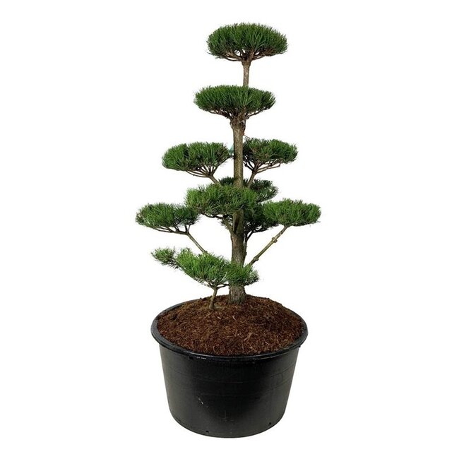 Denneboom Pinus nigra nigra | Snelle levering | Fleurdirect - Fleurdirect