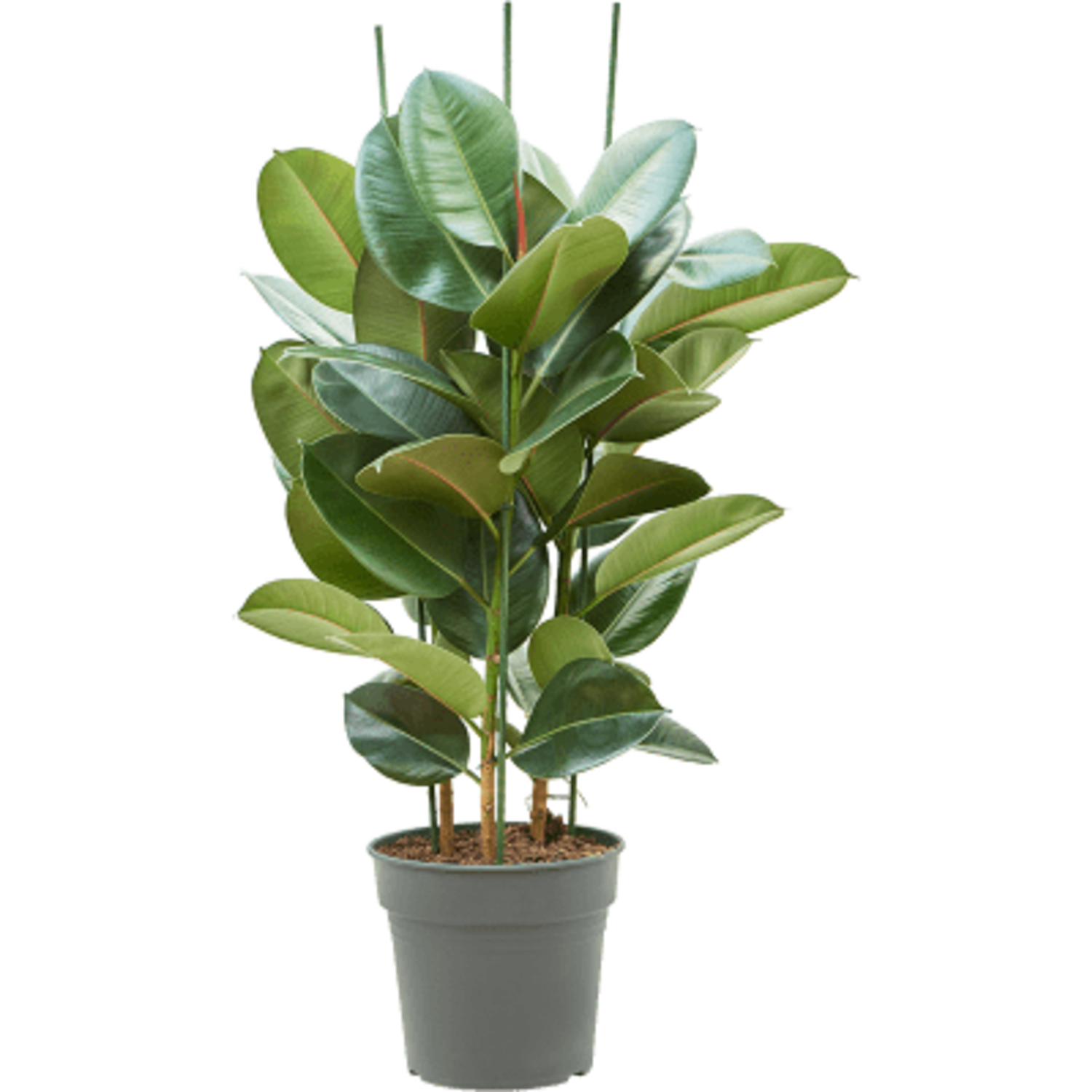 Rascheta Robusta