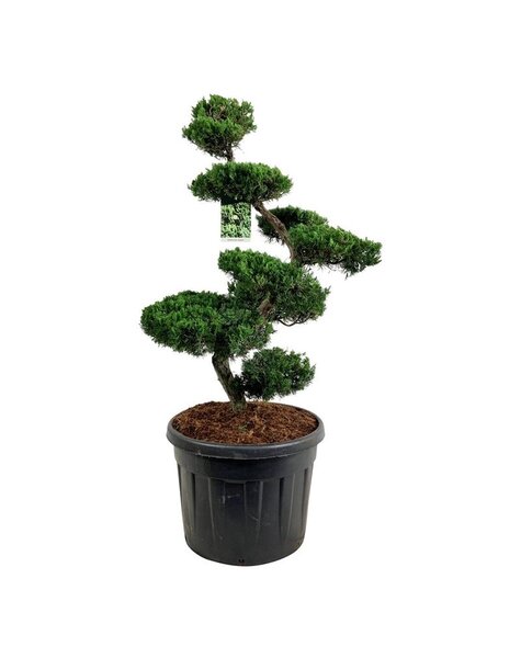Juniperus - Fleurdirect