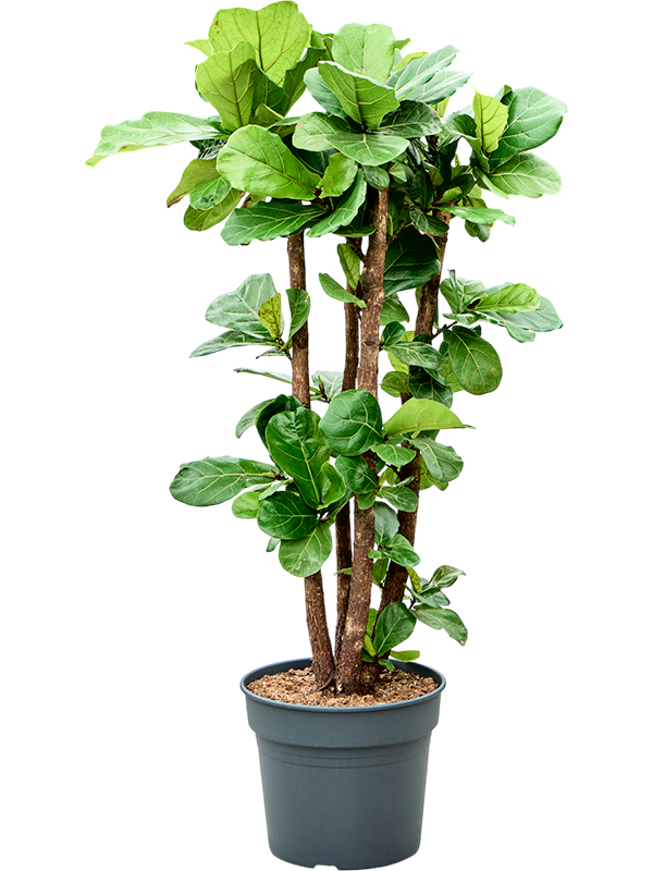 Ficus Lyrata | Snelle levering | Fleurdirect - Fleurdirect