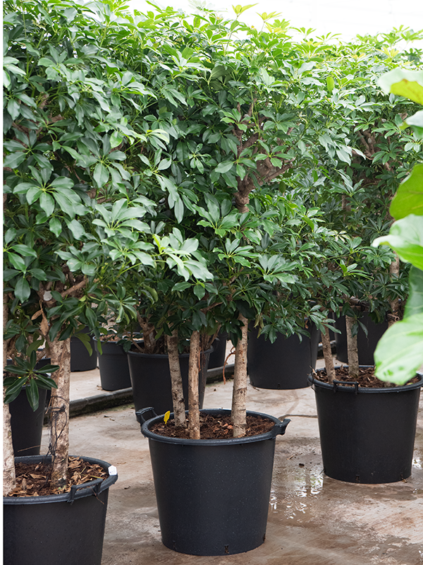 Schefflera Arboricola Compacta | Snelle levering | Fleurdirect - Fleurdirect