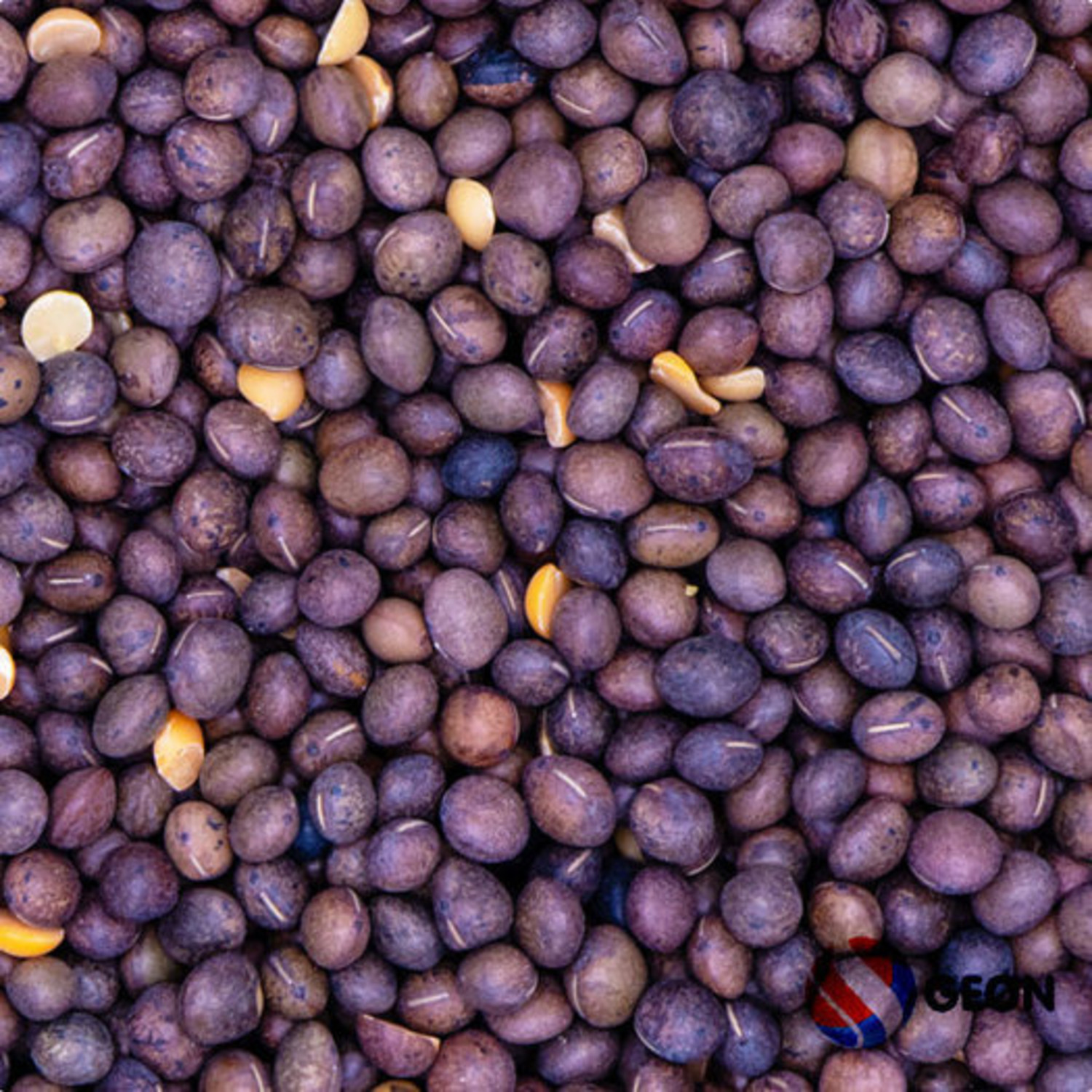 Reniers Fishing Wikken 1 Kilo - Reniers Fishing