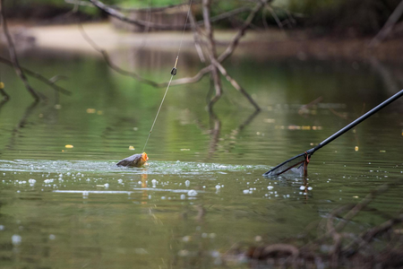 Feedervissen voor beginners en gevorderde, al onze tips! - Reniers Fishing