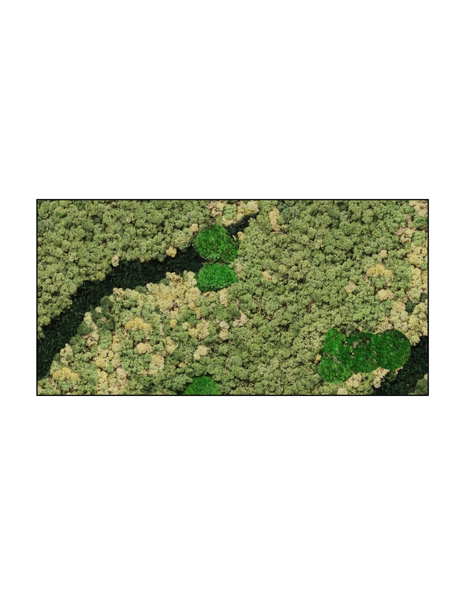 Moss rectangle Contraria