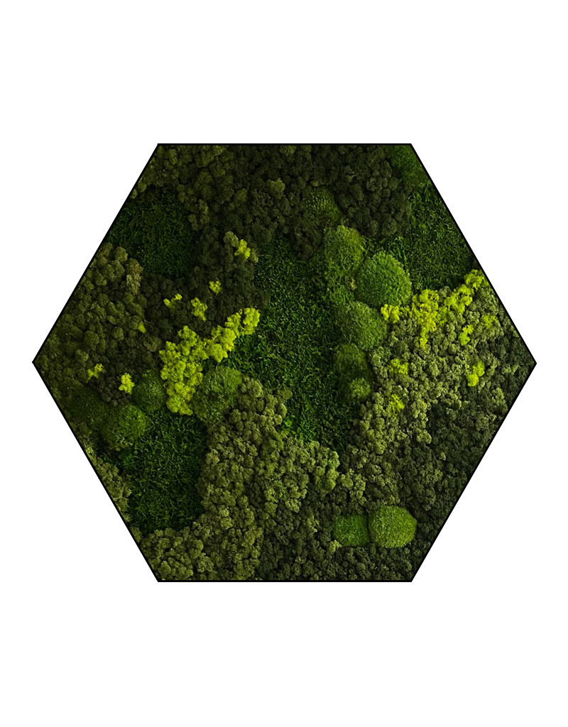 Moshexagon Jellina - Mosschilderij.nl