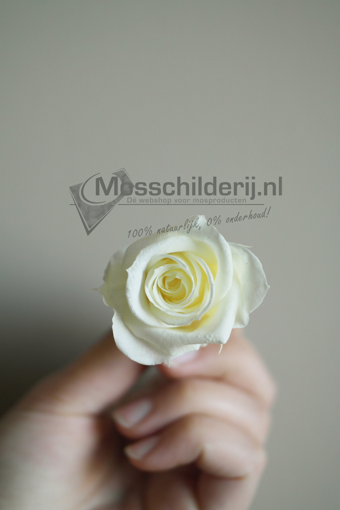 Roos wit geprepareerd - Mosschilderij.nl