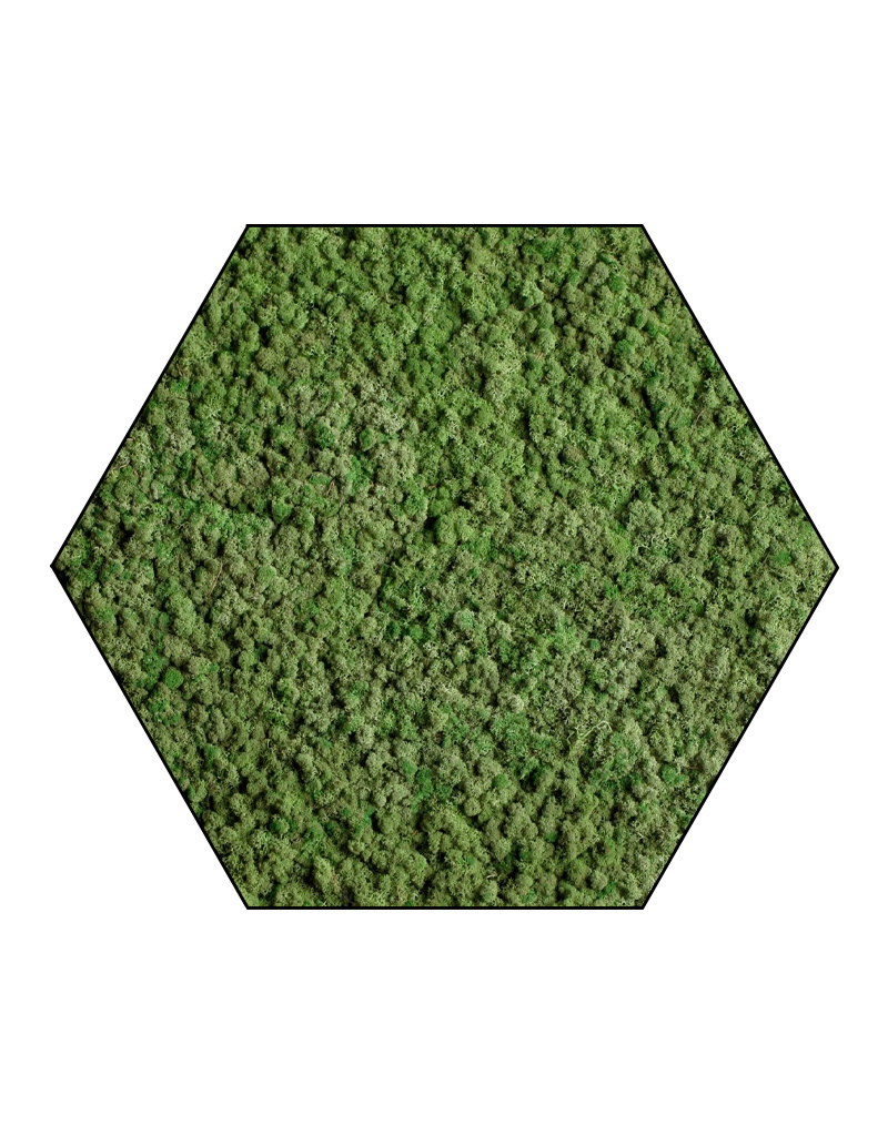 Mosshexagon Dimidium