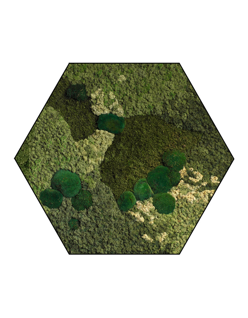 Mosshexagon Senex