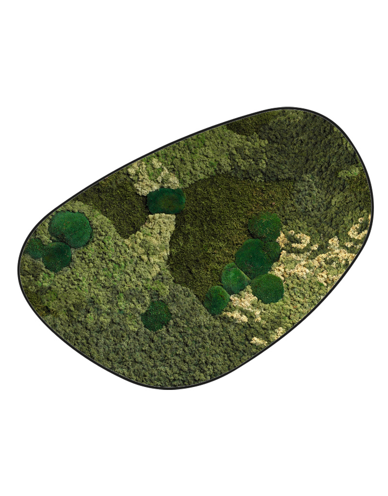 Mossdot cuatro Senex