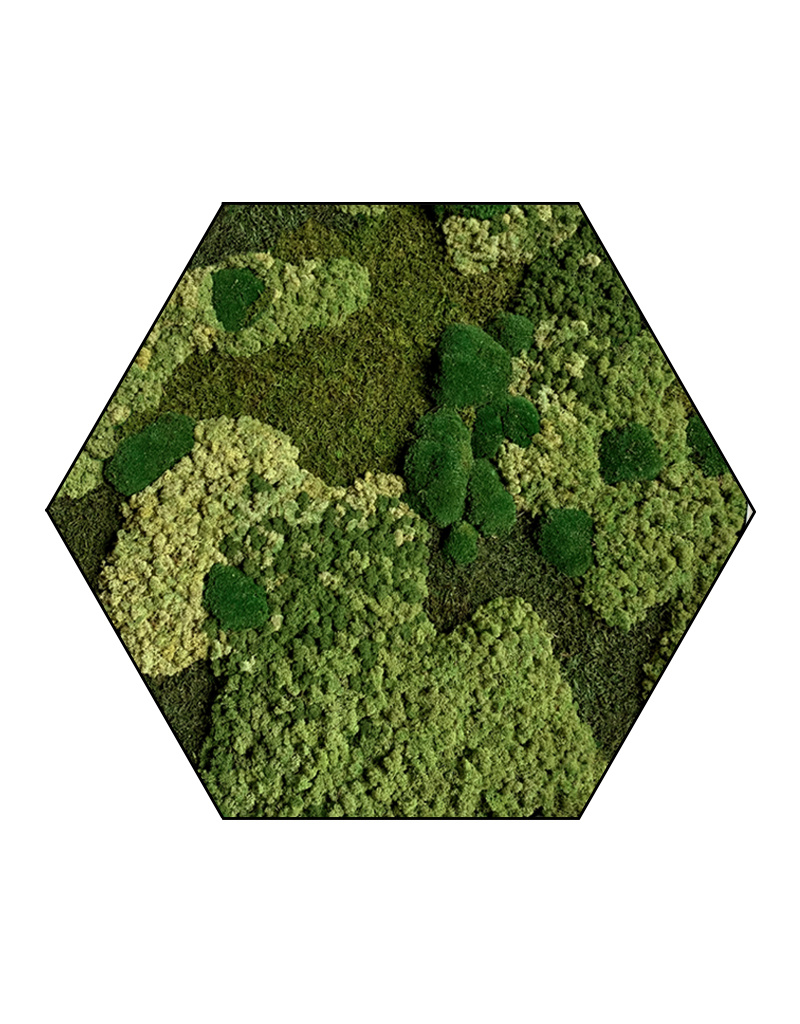 Moshexagon Freya - Mosschilderij.nl