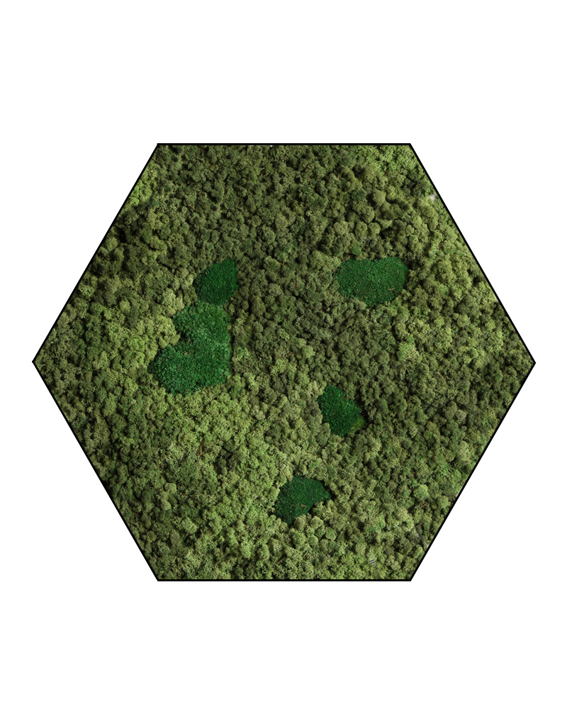 Mosshexagon Avina