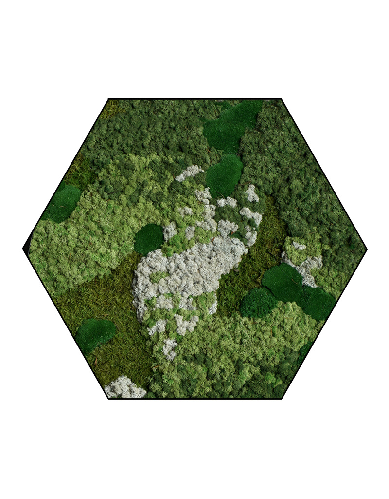 Moshexagon Juna - Mosschilderij.nl