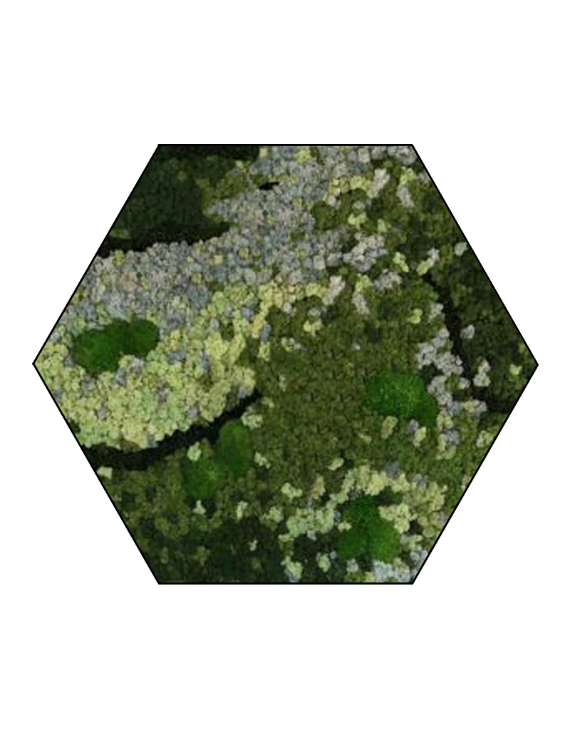 Moshexagon Caeruleum - Mosschilderij.nl