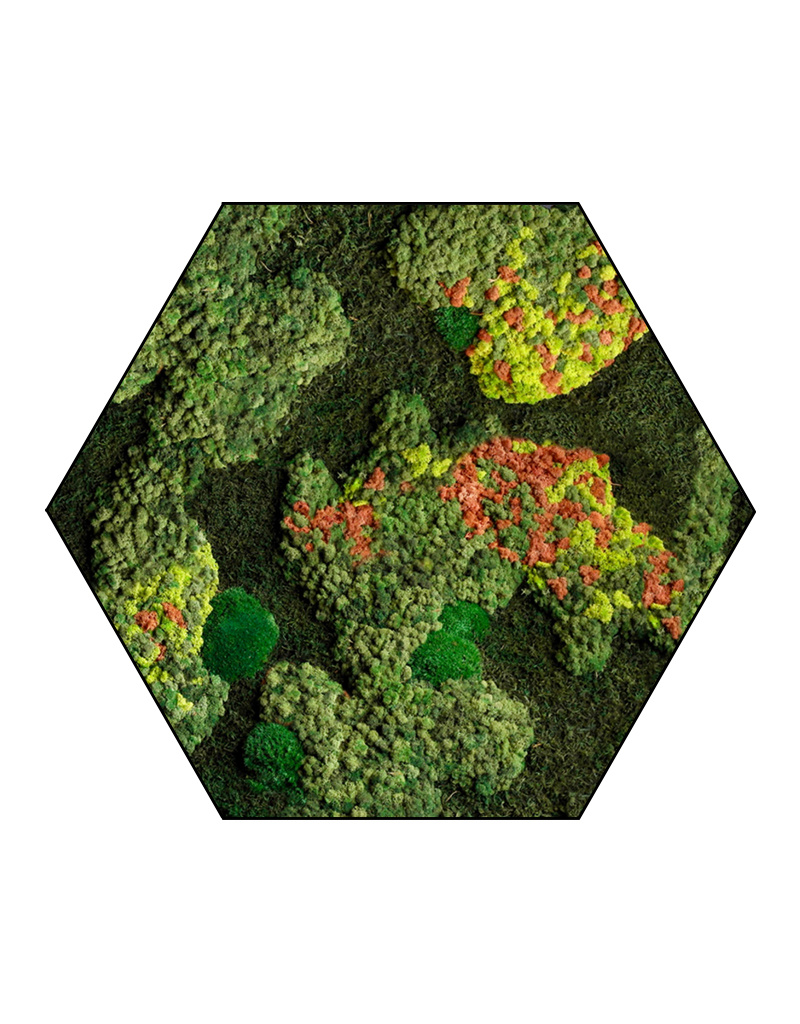 Moshexagon Kaisa - Mosschilderij.nl