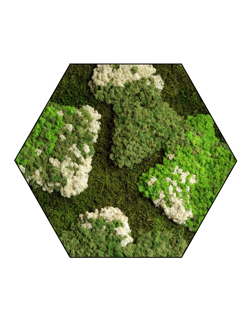 Moshexagon Lovina - Mosschilderij.nl